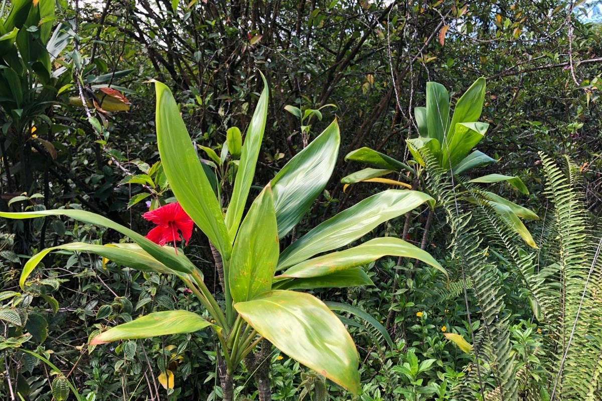 14TH AVE (LAAMIA) , Keaau, HI, 96749