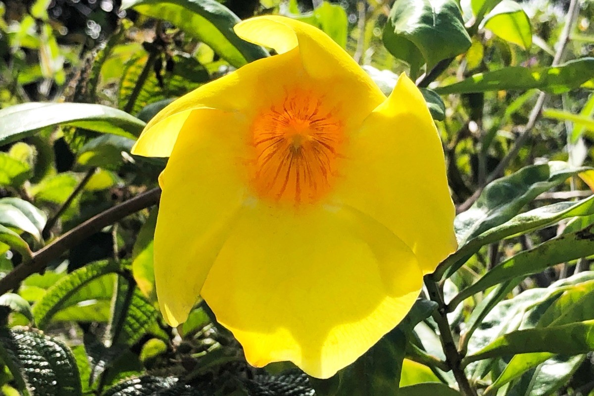 14TH AVE (LAAMIA) , Keaau, HI, 96749