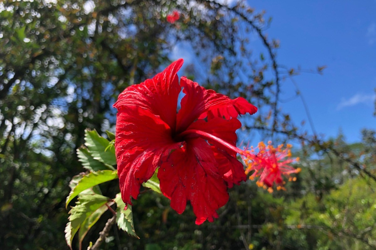 14TH AVE (LAAMIA) , Keaau, HI, 96749